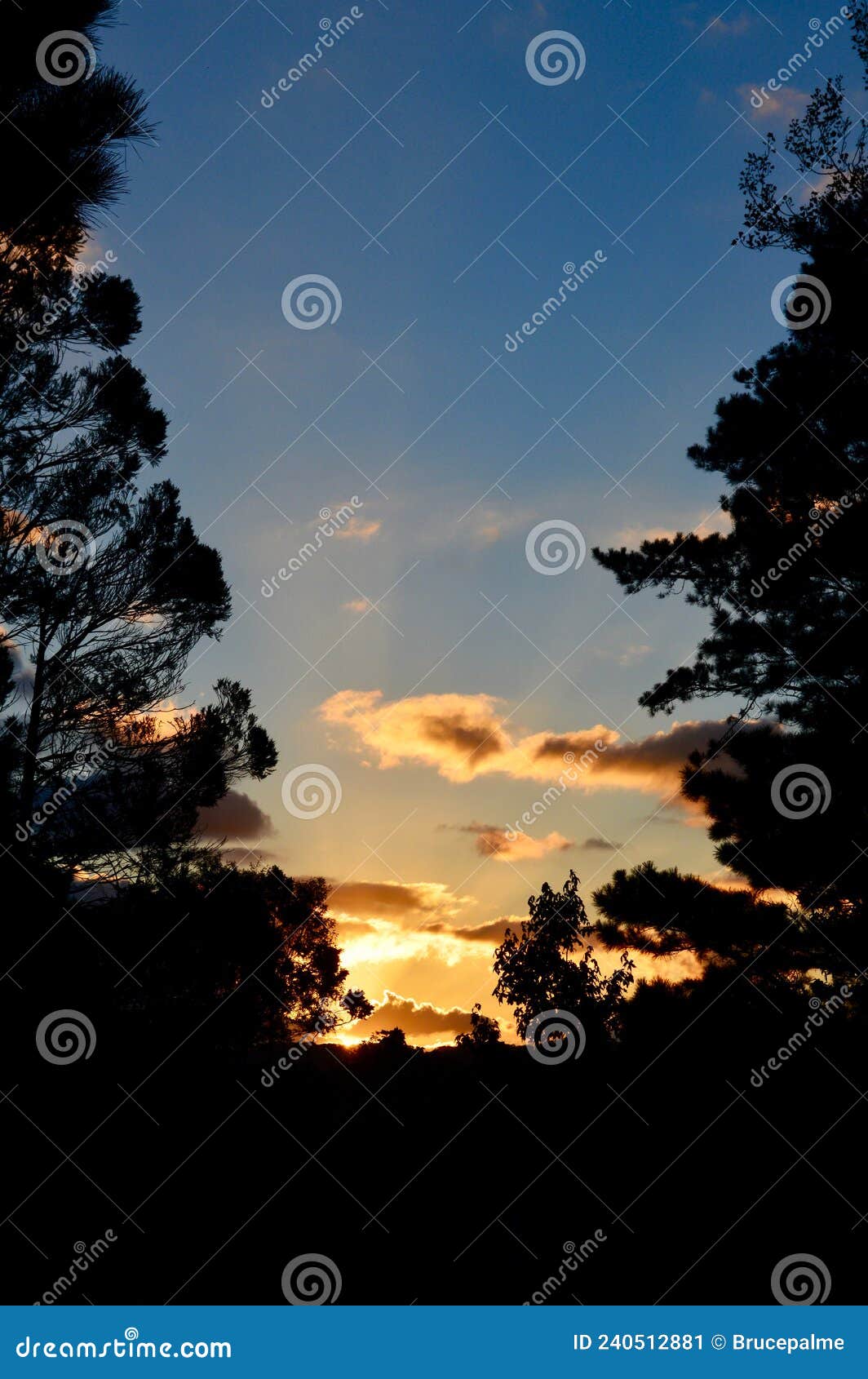 Sunset through the Trees in the Blue Mountains Stock Image - Image of ...