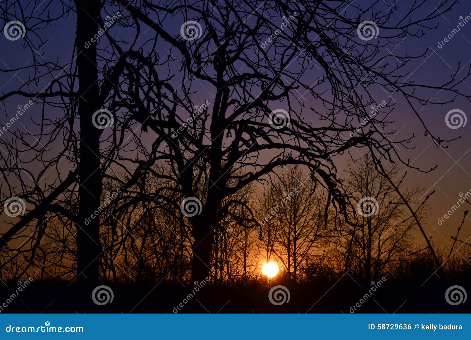 Sunset through the trees stock photo. Image of tree, fading - 58729636