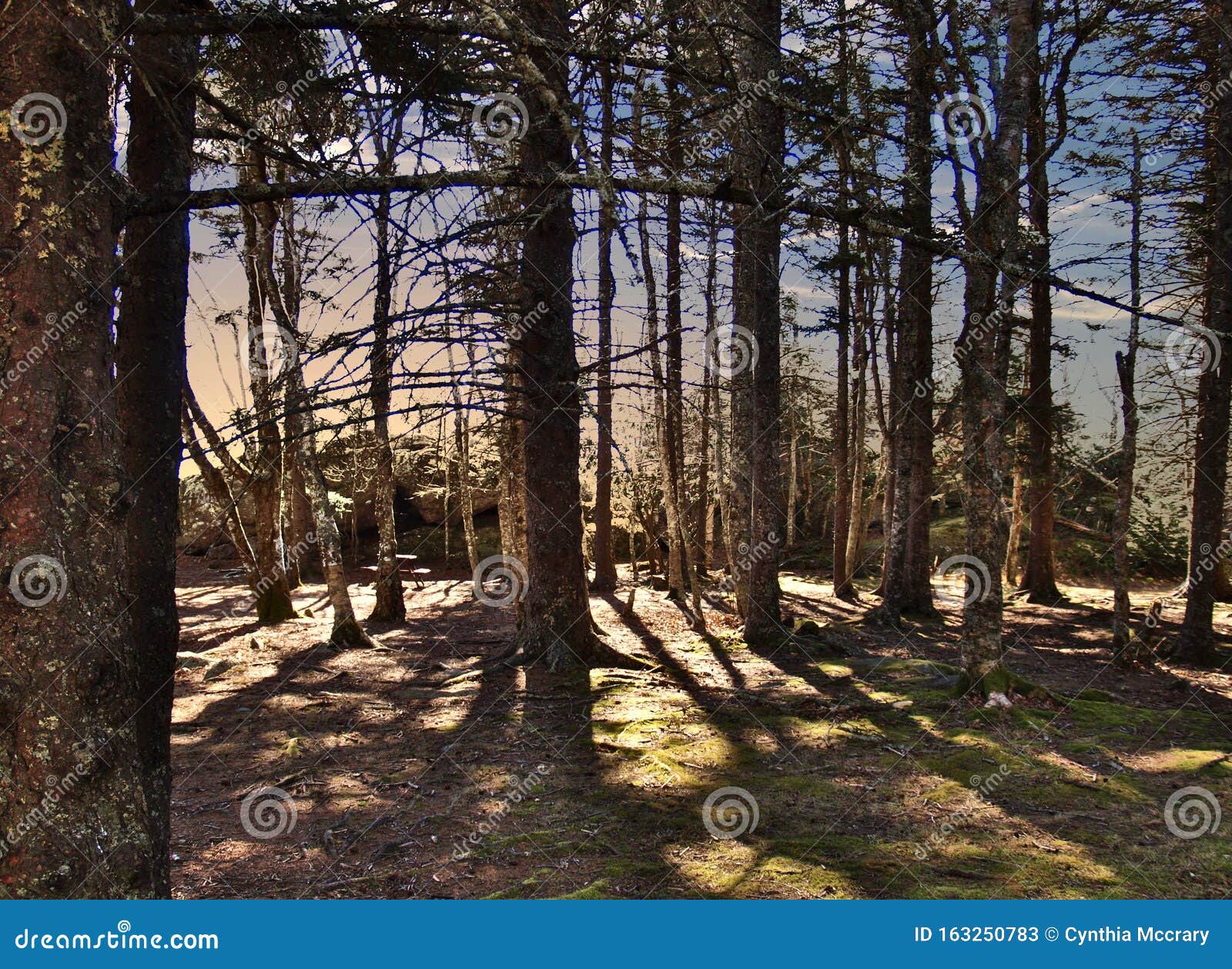 Sunset Trees Casting Long Shadows Stock Image - Image of dusk, shadow ...