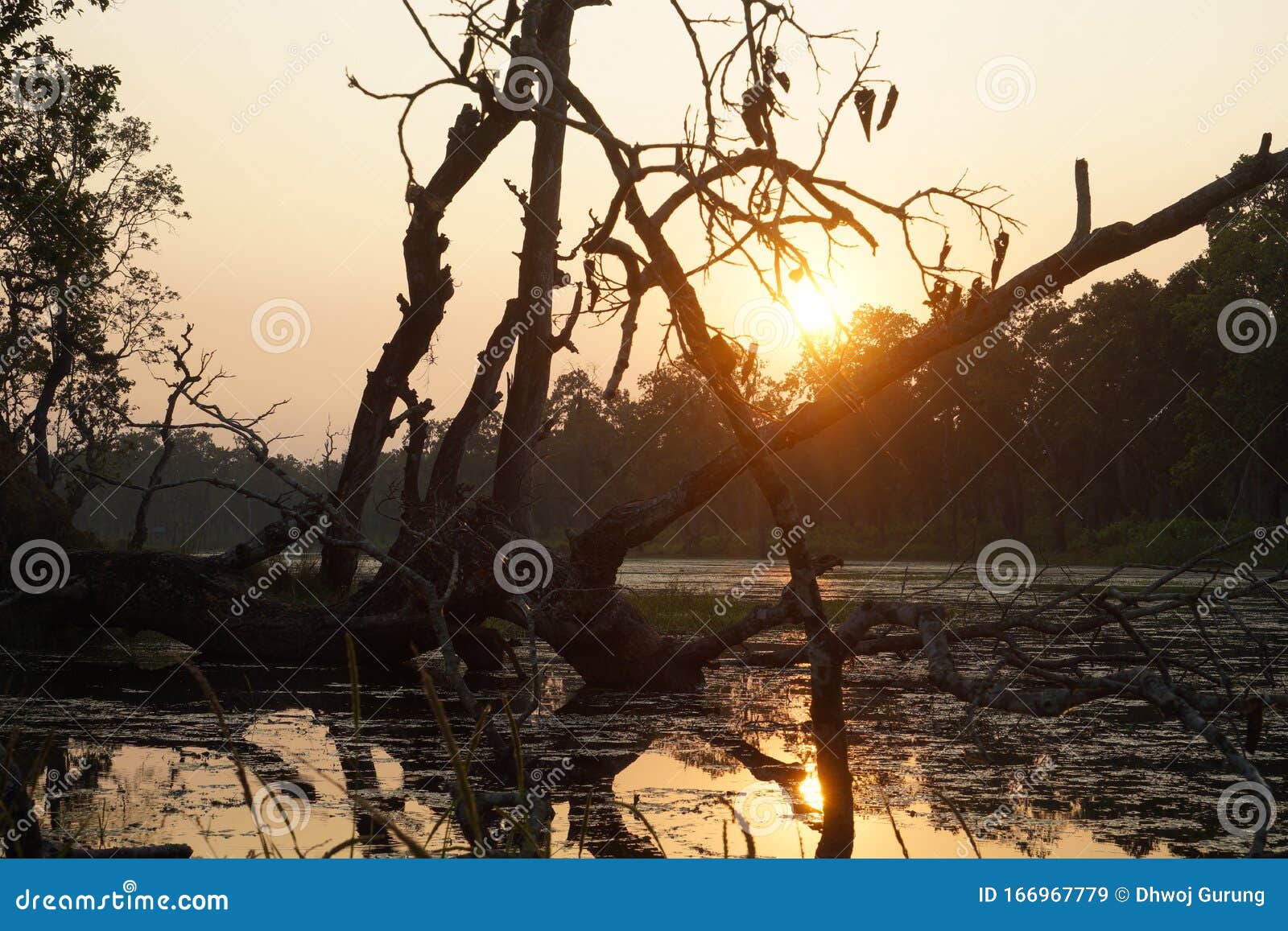 Sunset and the Trees ,Chitwan Stock Image - Image of mornjng, chitwan ...