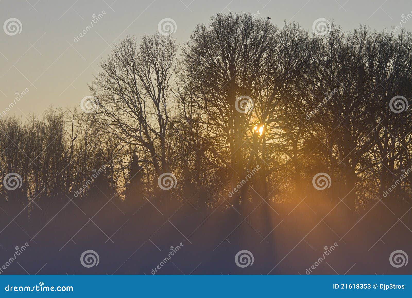 Sunset through Trees and Fog Stock Image - Image of path, frost: 21618353
