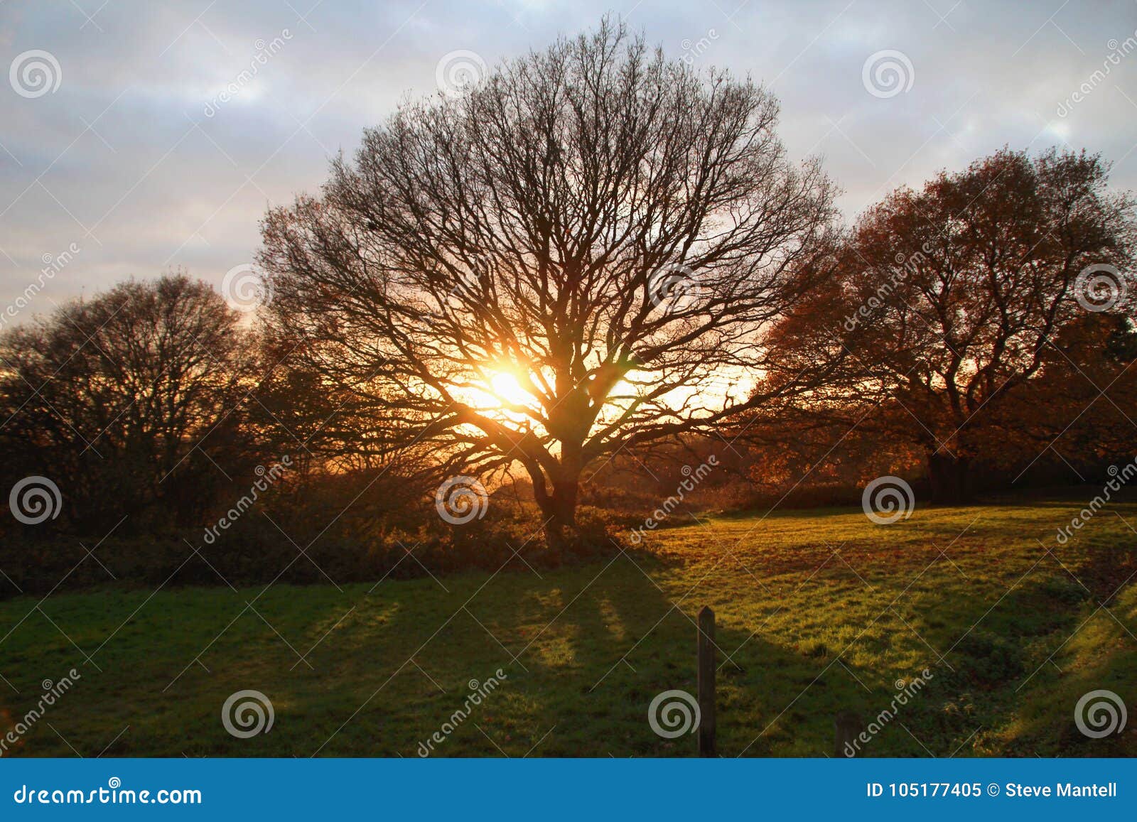 Sunset through the Trees Natural Beauty Stock Image - Image of rays ...