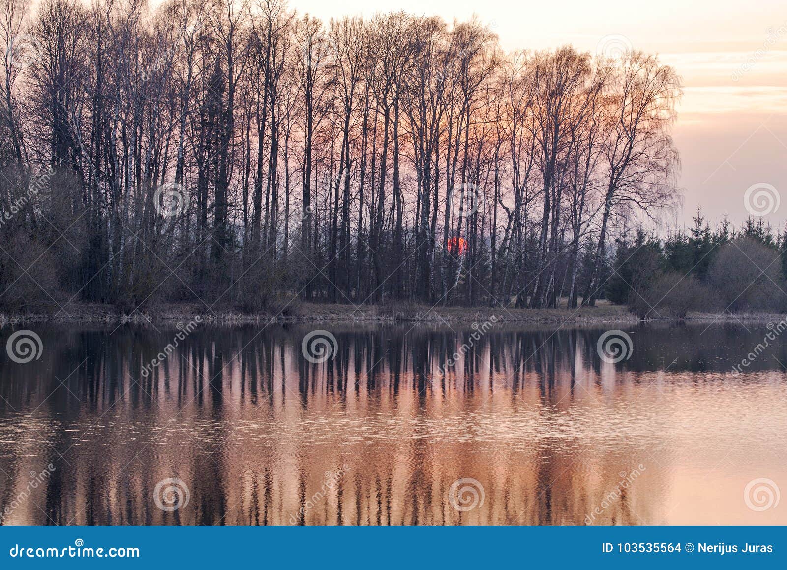 Sunset through the Trees Near the Lake Stock Photo - Image of evening ...