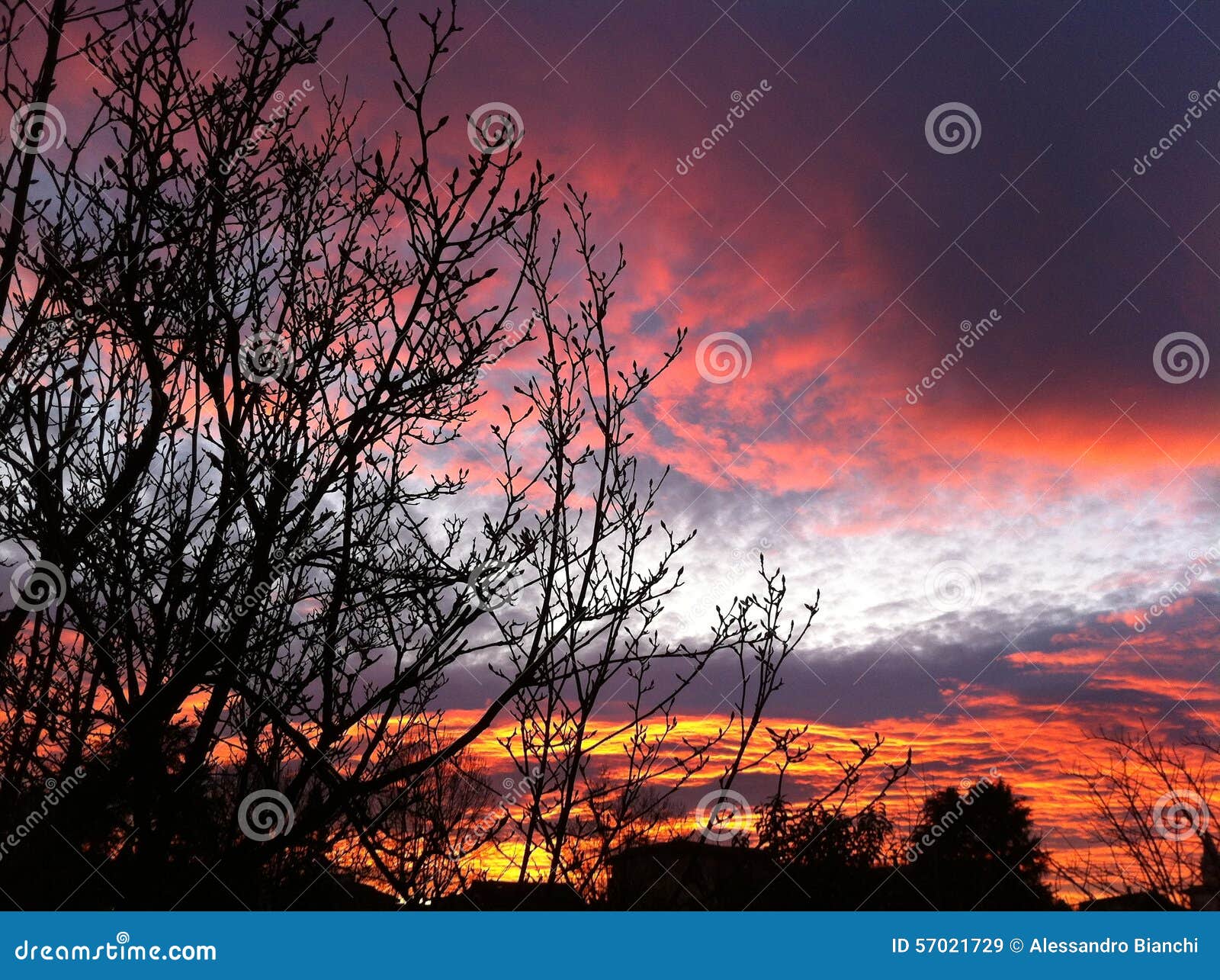 Sunset through trees stock image. Image of limb, sunrise - 57021729