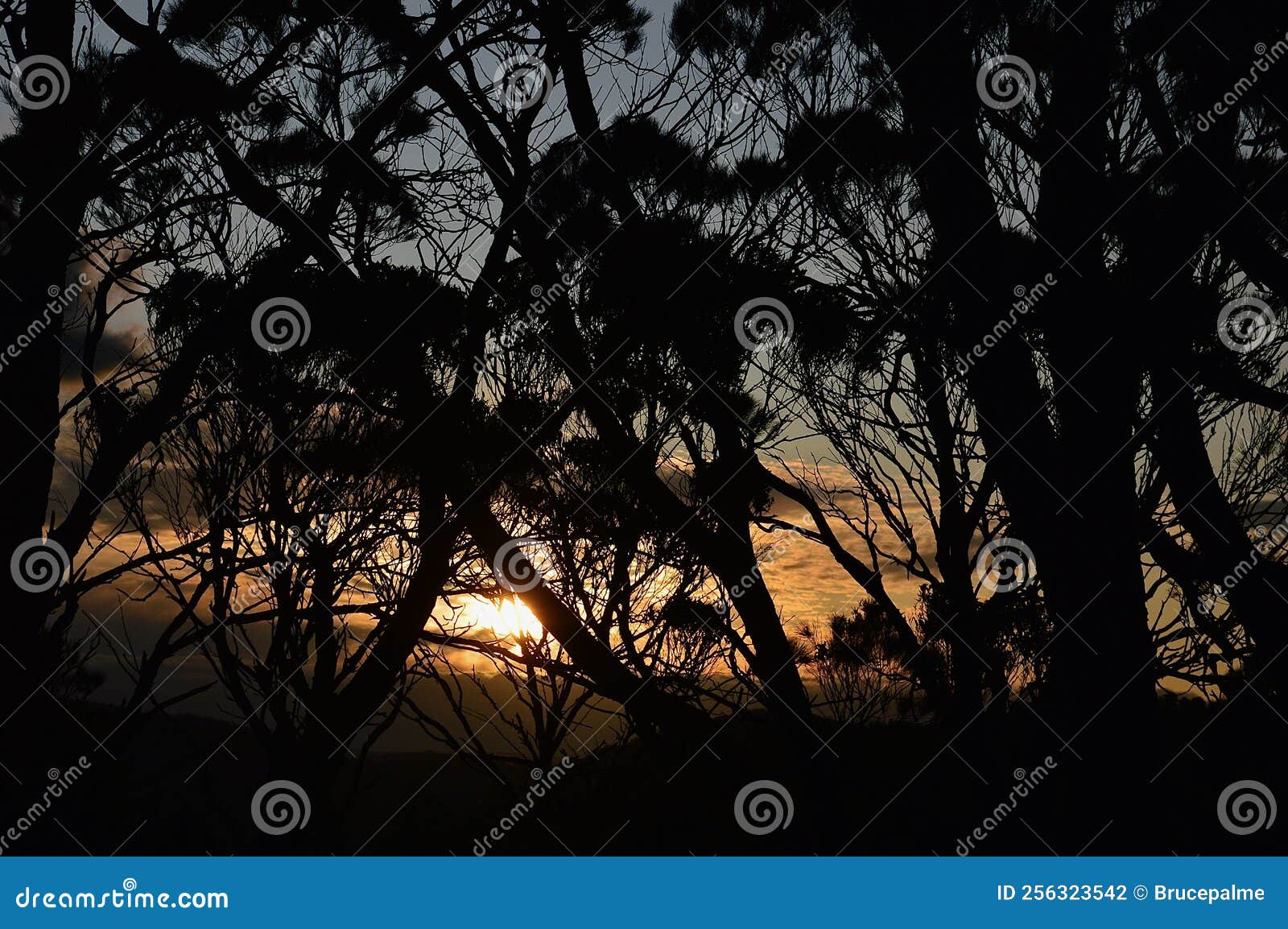 Sunset through the Trees with an Orange Sky Stock Photo - Image of dusk ...