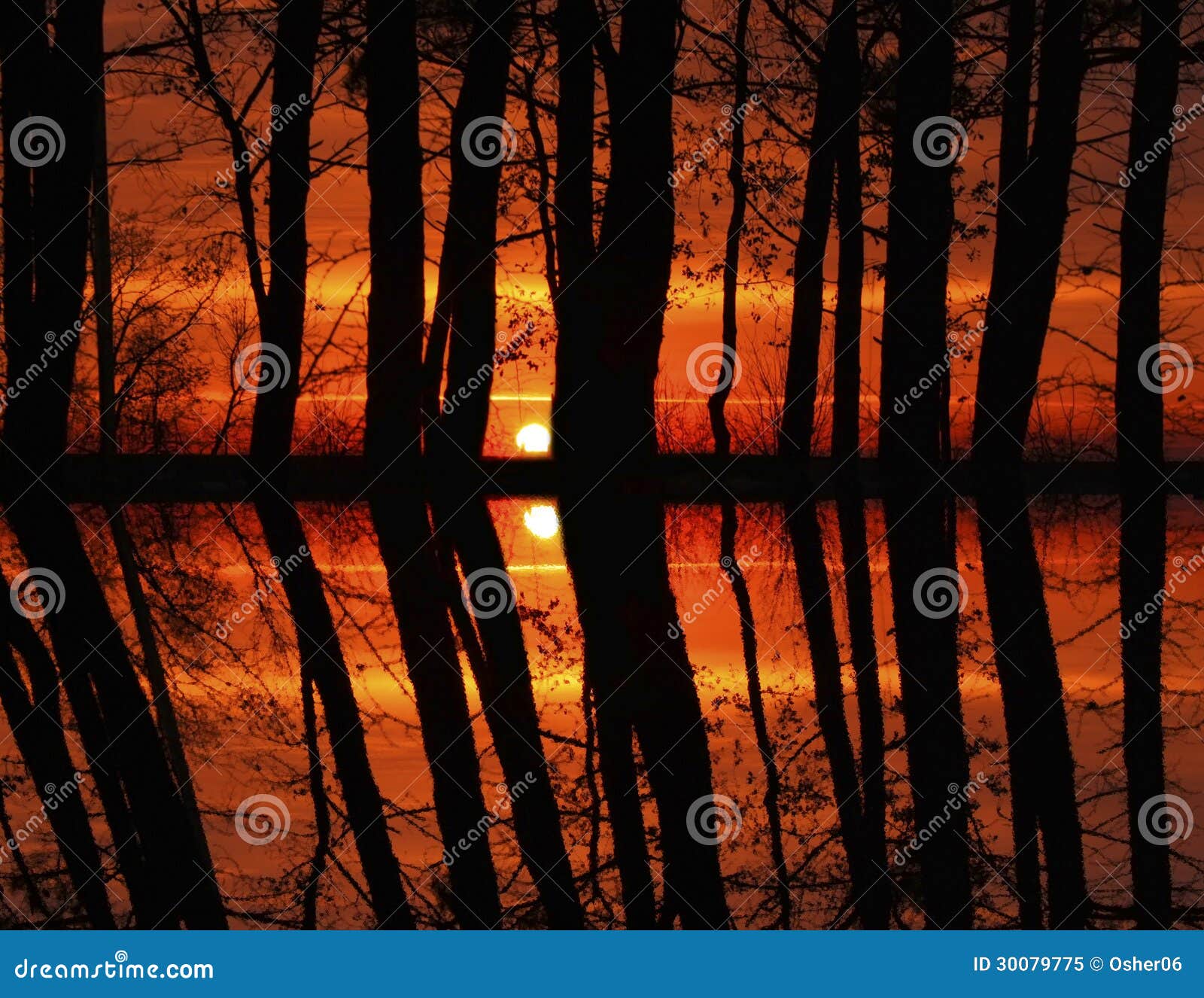 Sunset in forest stock image. Image of forest, tree, wood - 30079775