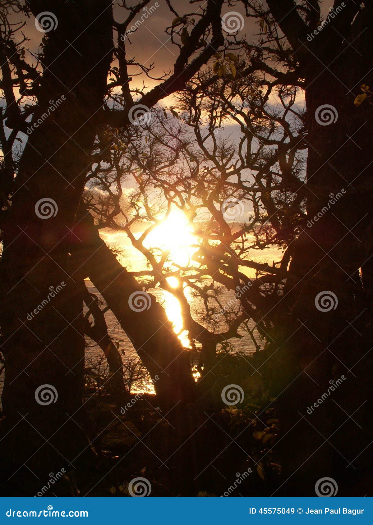 Sunset through Trees stock image. Image of uruguay, south - 45575049