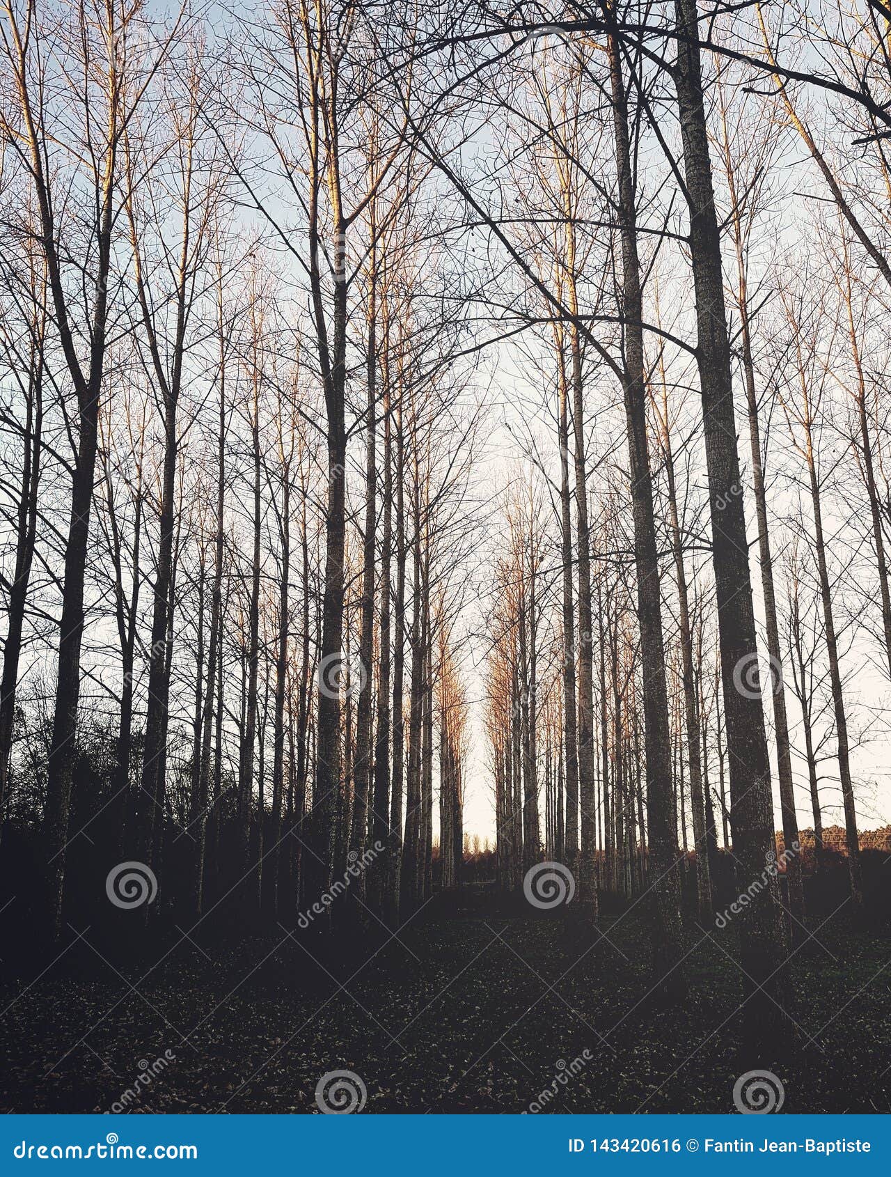 Sunset trees stock photo. Image of shadow, trees, sunset - 143420616