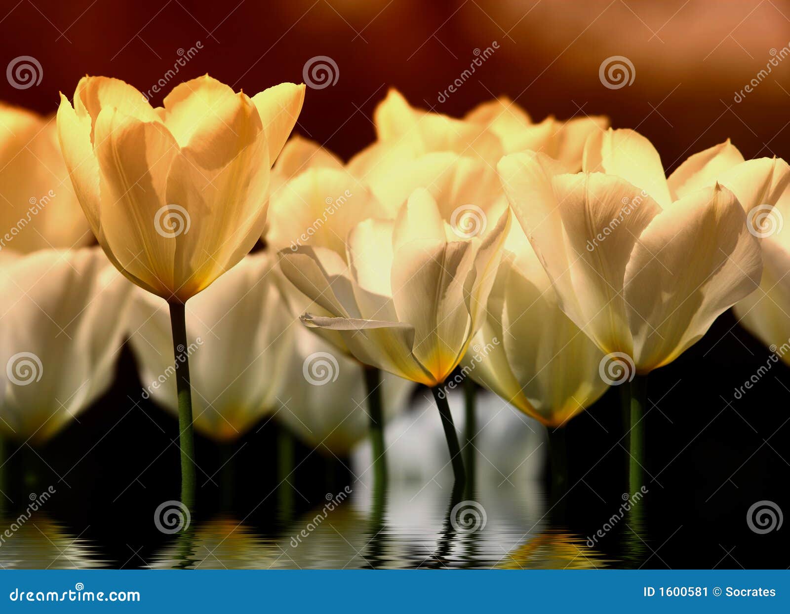 Sunset Tulips (very Detailed) Stock Image - Image of bright, good: 1600581