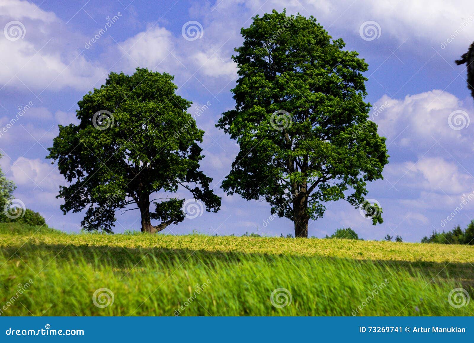 Sunset with two oak trees stock image. Image of green - 73269741