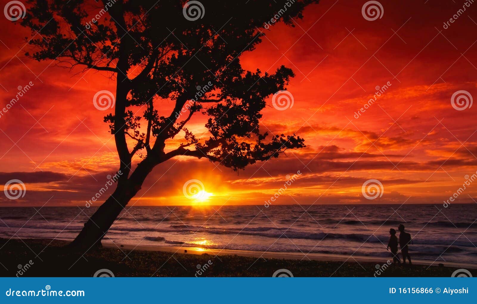 Sunset under the tree stock photo. Image of walk, couple - 16156866