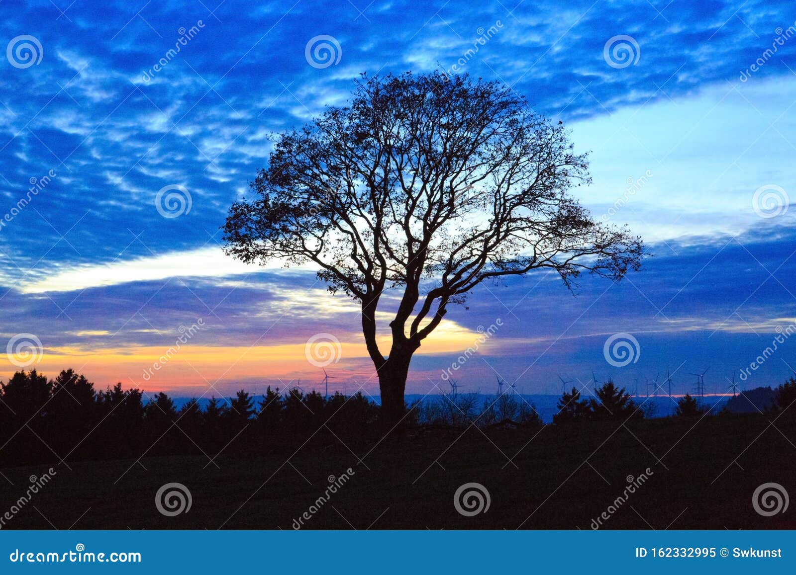 Sunset Under the Trees. Nature Sunset Background. Stock Image - Image ...