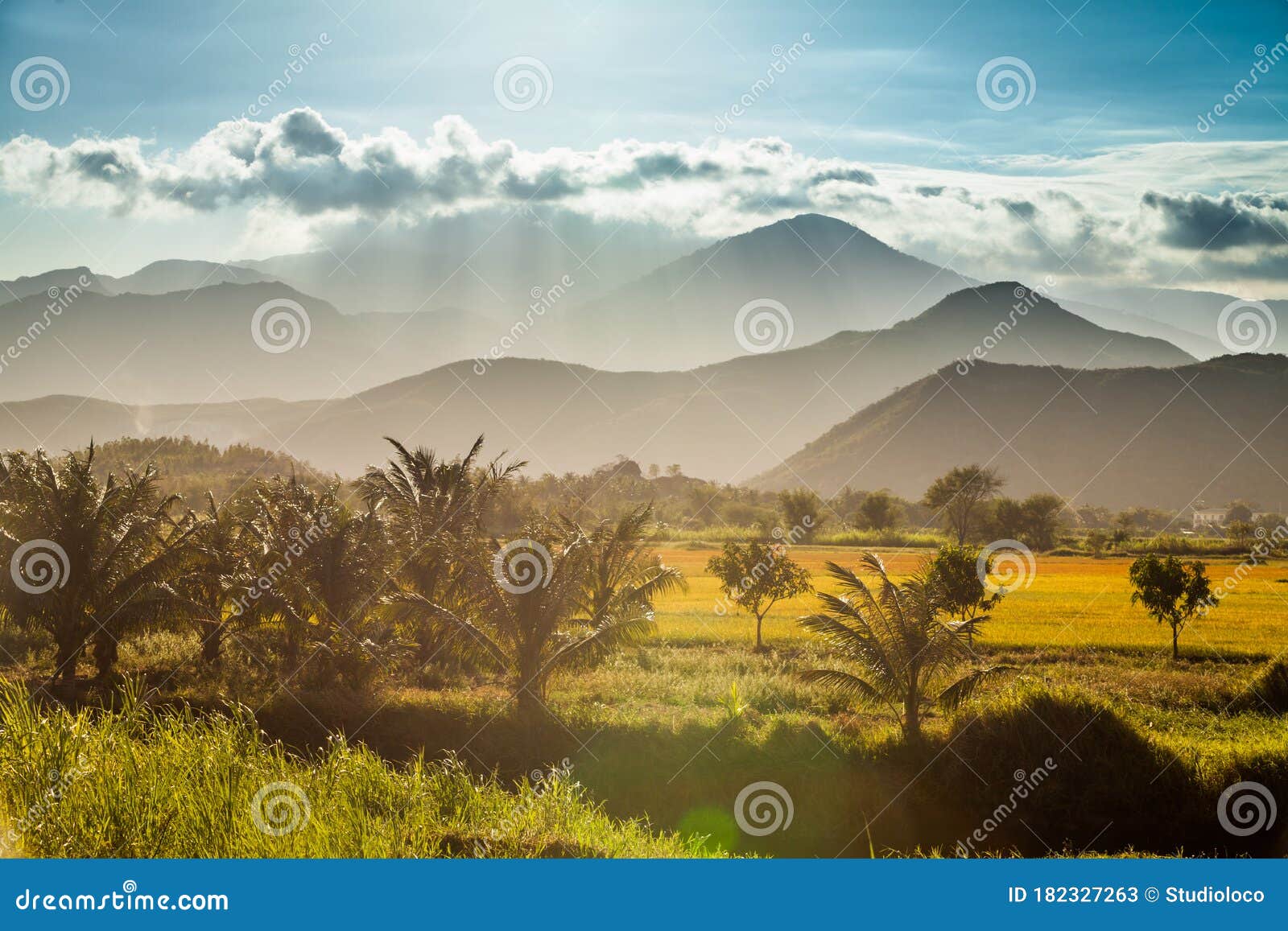Sunset at Vietnamese Rice Fields with Mountains in the Background Stock ...