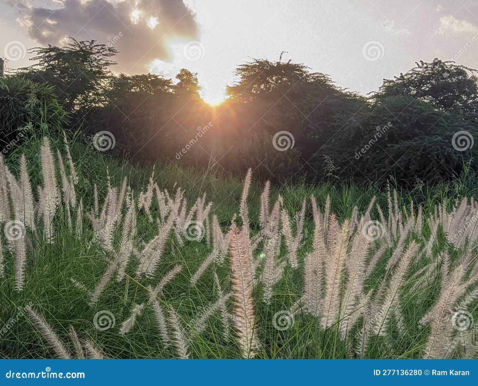 Sunset View Behind the Cogon Grass, Focussing on Scenery Stock Photo ...