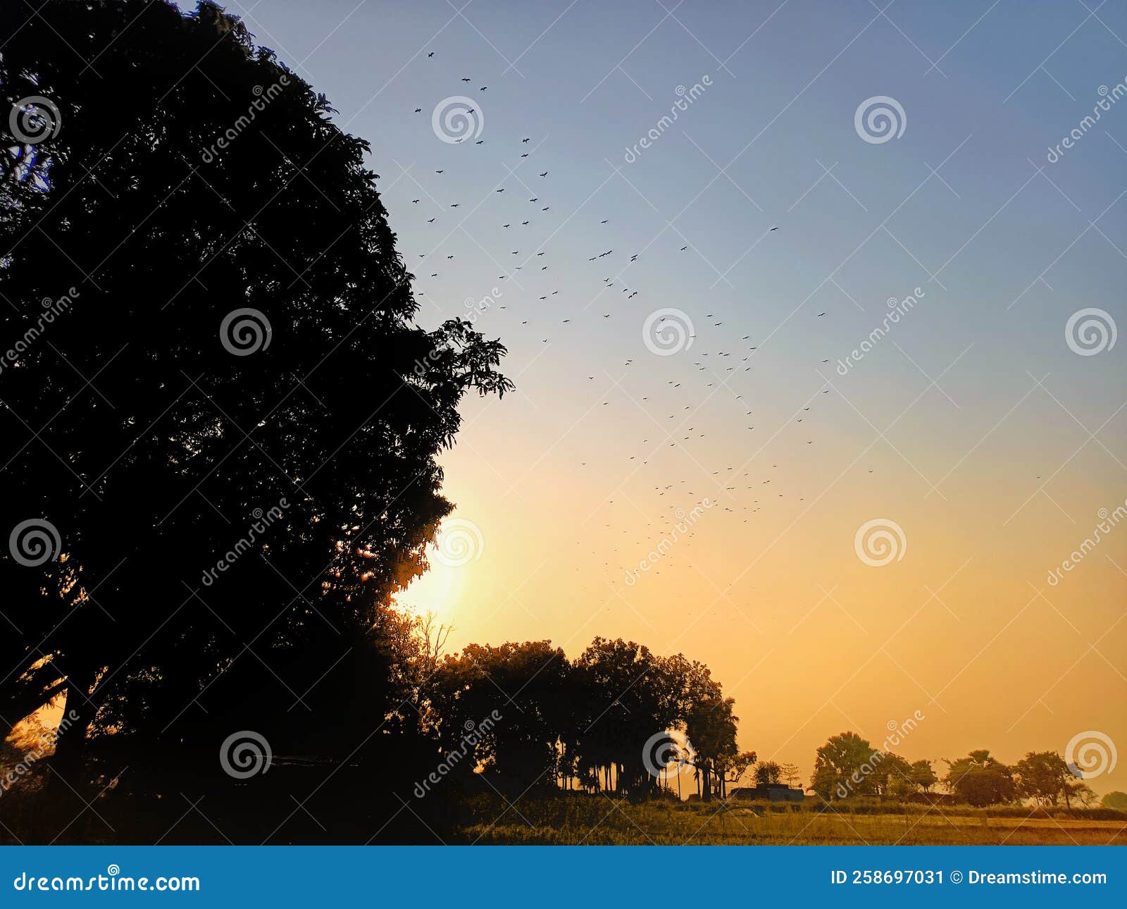 Sunset View and Birds of Evening Time Stock Image - Image of view, time ...