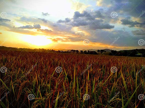 SUNSET VIEW on the EDGE of the RICE FIELDS Stock Image - Image of ...