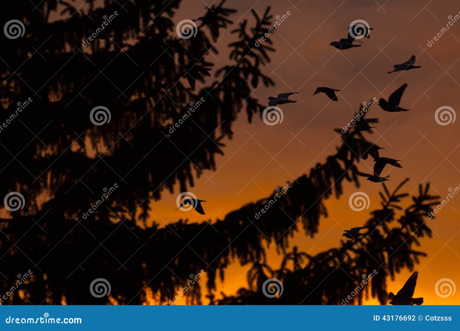 Sunset View of a Fir Tree and Birds Flying Stock Photo - Image of ...
