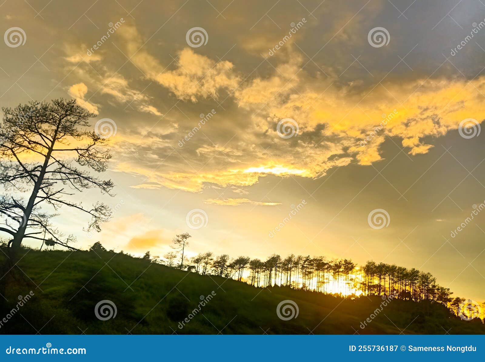 Sunset View through Pine Trees on a Hill Stock Image - Image of trees ...