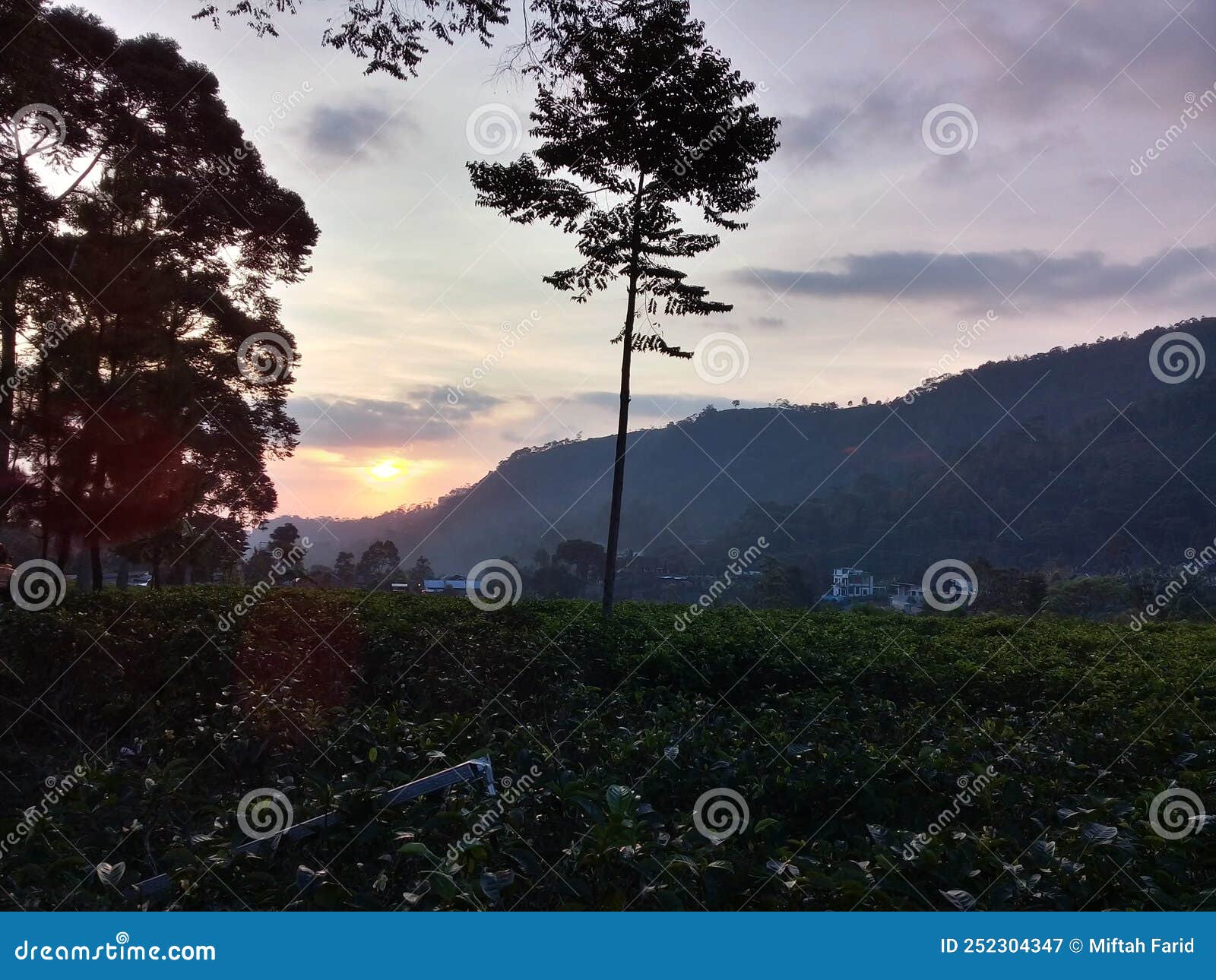 Sunset View from Tea Fields and Hills Stock Image - Image of autumn ...