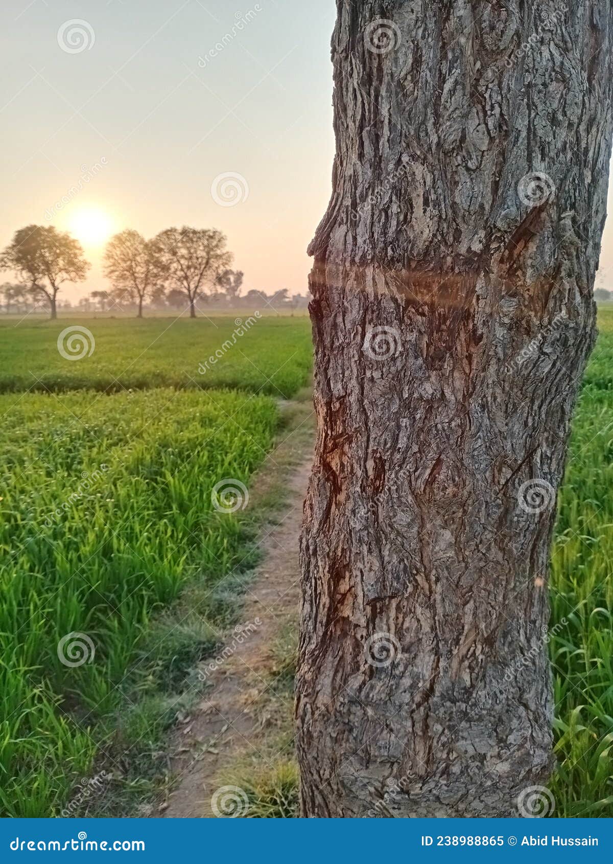 Sunset View with Trees and Greenery Stock Image - Image of agriculture ...