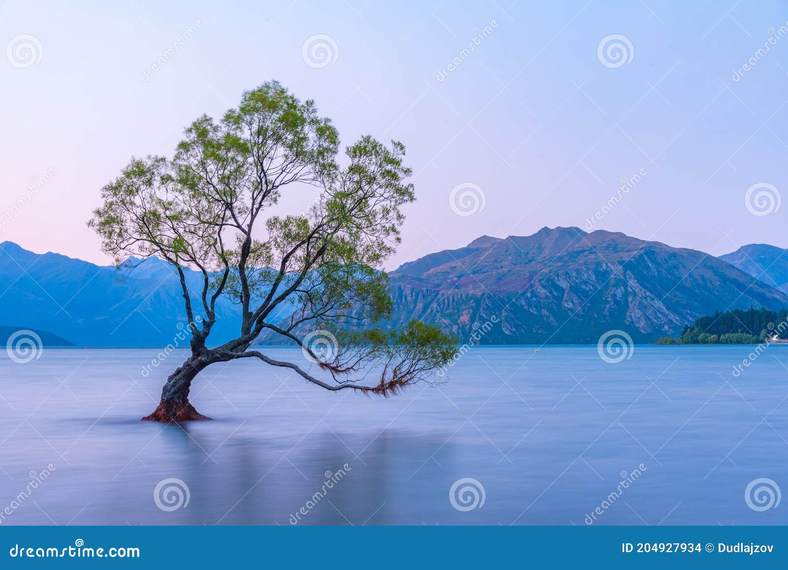 Sunset View of that Wanaka Tree in New Zealand Stock Photo - Image of ...