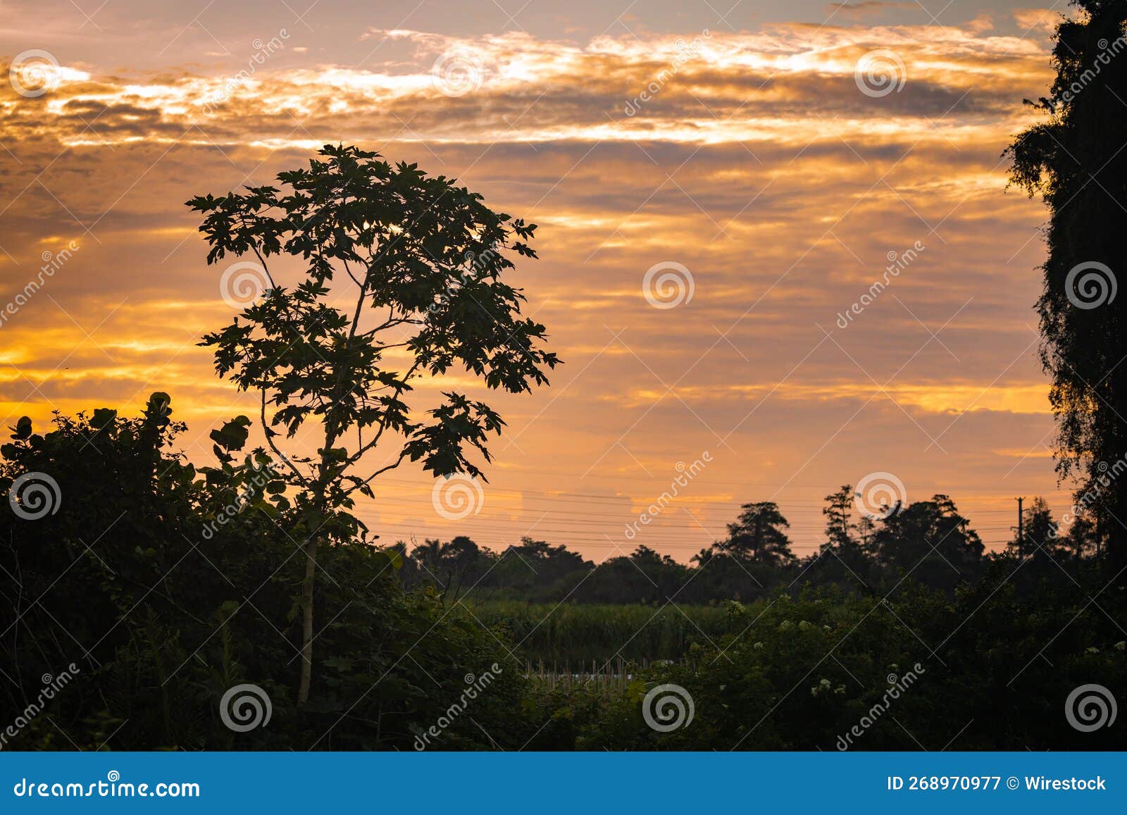 Sunset View in the Yellow Sky from the Trees. Stock Image - Image of ...