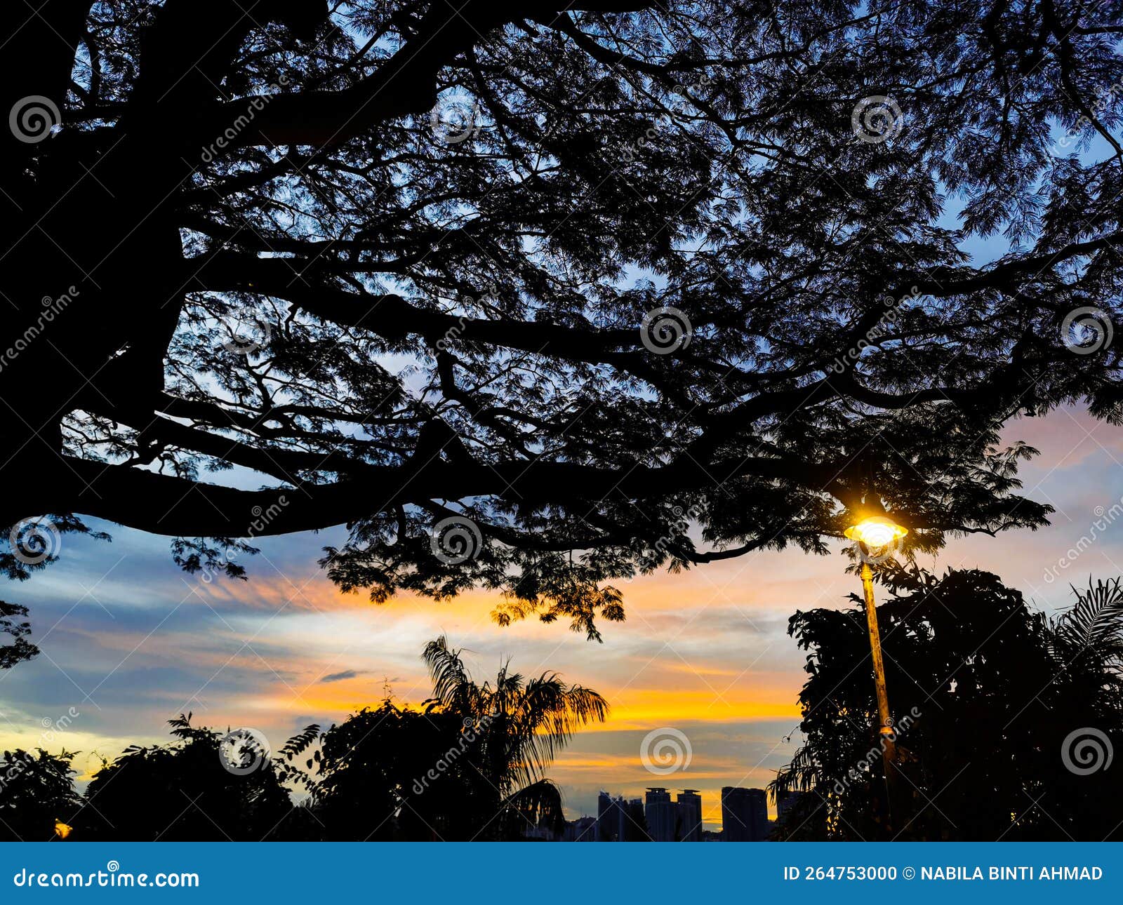 Sunset Views with the Big Tree Stock Photo - Image of sunset, branch ...
