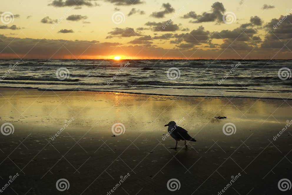 Seagull is Watching Over Sunset Beach Stock Image - Image of dramatic ...