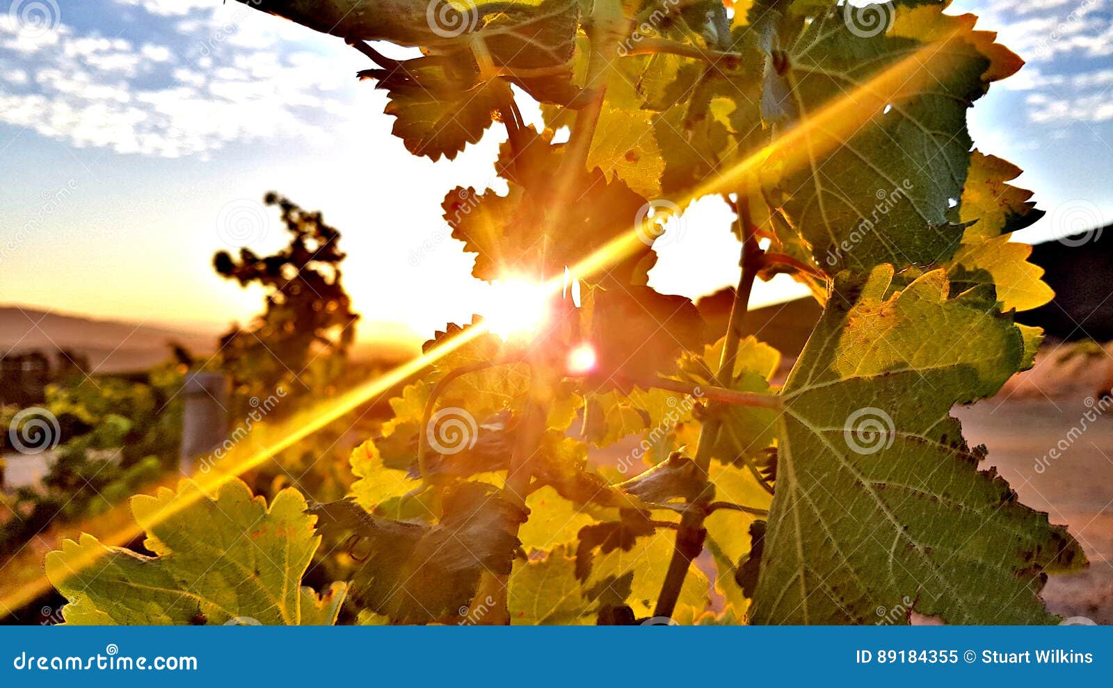 Sunset and Vines stock image. Image of vines, vine, gazing - 89184355