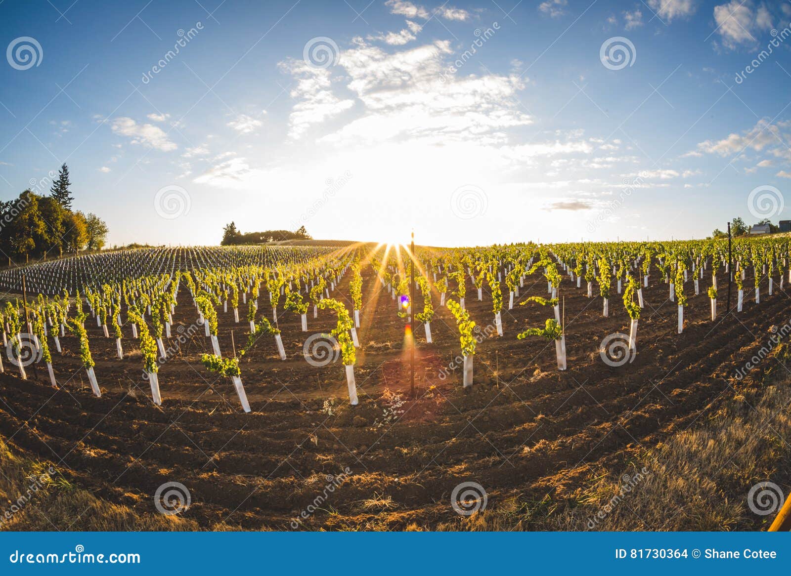 Sunset at the Vineyard stock photo. Image of blue, sunny - 81730364