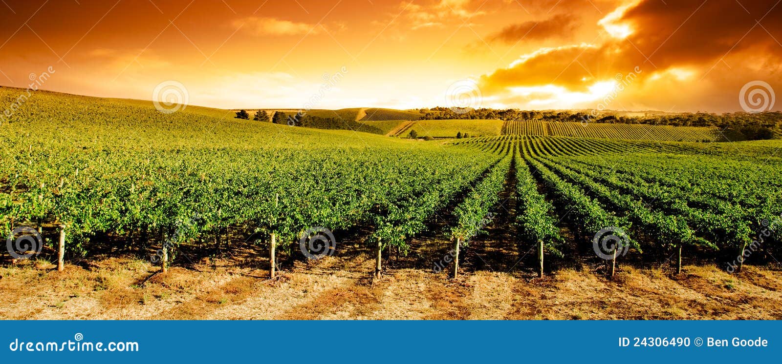 Sunset Vineyard Panorama stock photo. Image of wide, scenic - 24306490