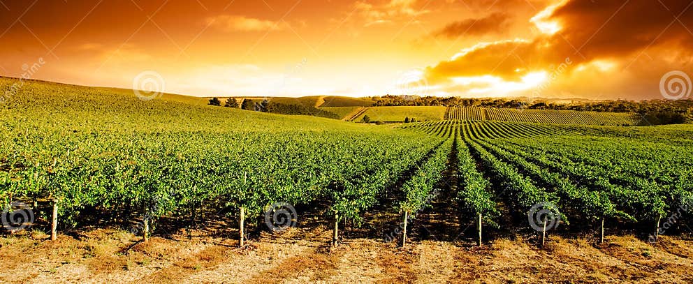 Sunset Vineyard Panorama stock photo. Image of wide, scenic - 24306490