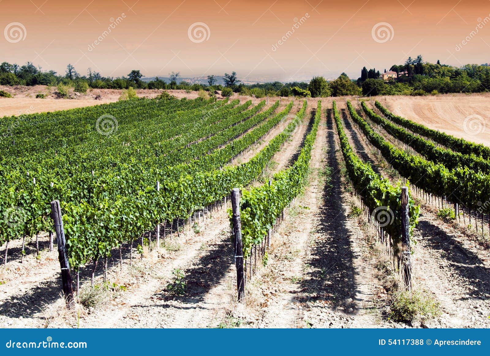 Sunset in a vineyard stock photo. Image of hills, italian - 54117388
