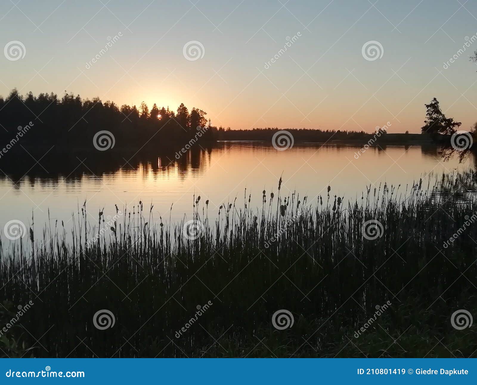 Sunset Visible through Forest Stock Image - Image of mist, horizon ...