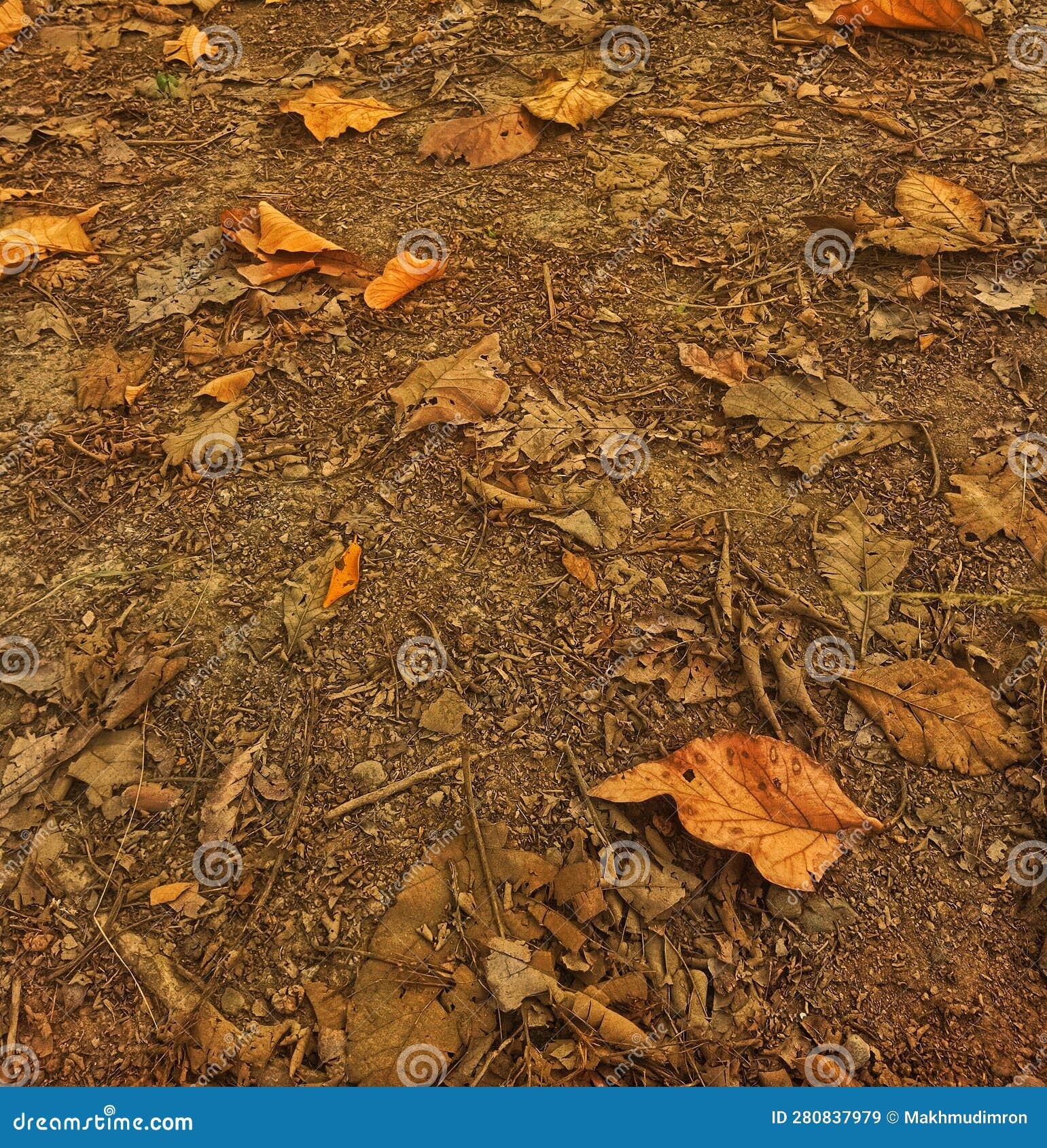 Sunset Warm Trees Leaf Land Stock Image - Image of land, trees: 280837979