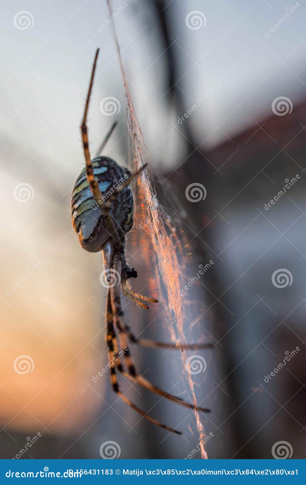 Sunset of the wasp spider stock image. Image of closeup - 156431183