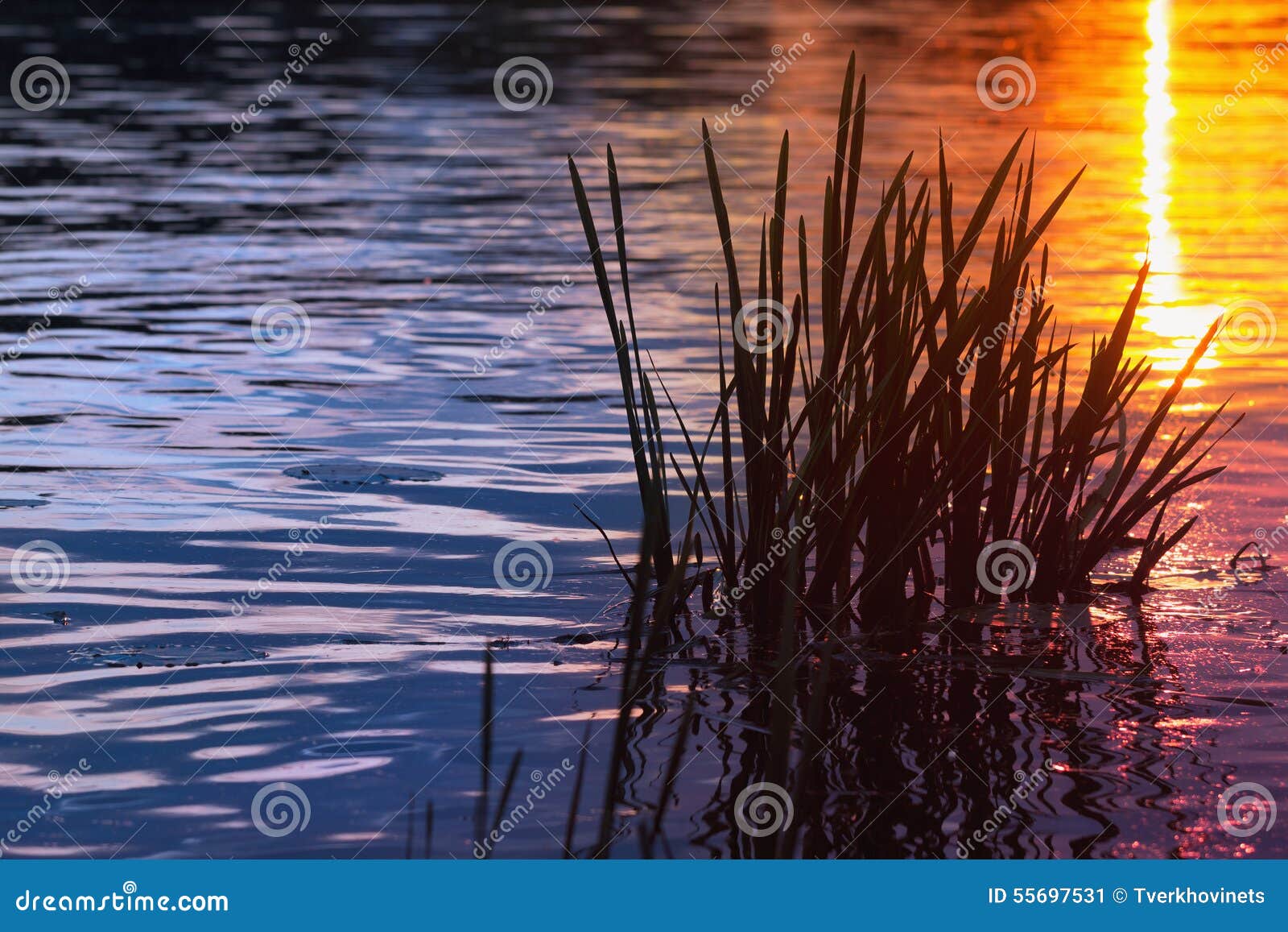 Sunset in the water stock image. Image of evening, awesome - 55697531