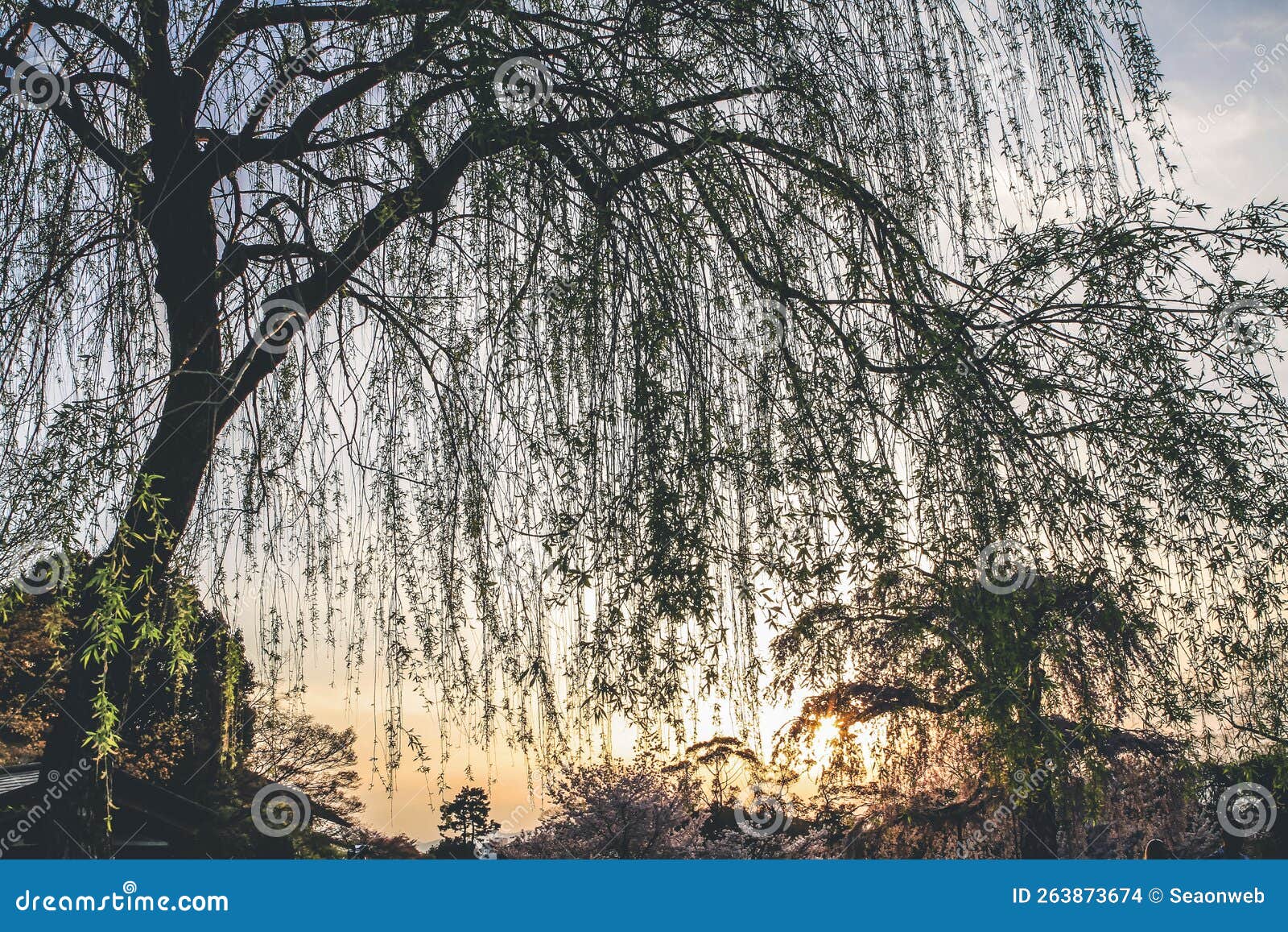 A Sunset of a Weeping Cherry Tree Maruyama Park, Kyoto Stock Photo ...