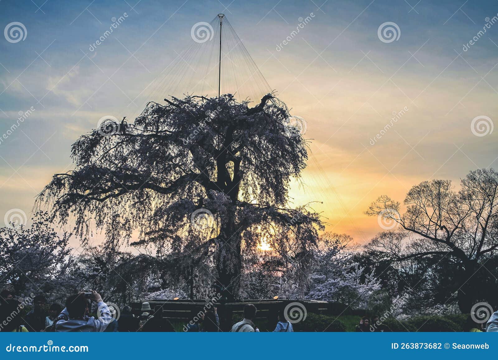 A Sunset of a Weeping Cherry Tree Maruyama Park, Kyoto Editorial ...