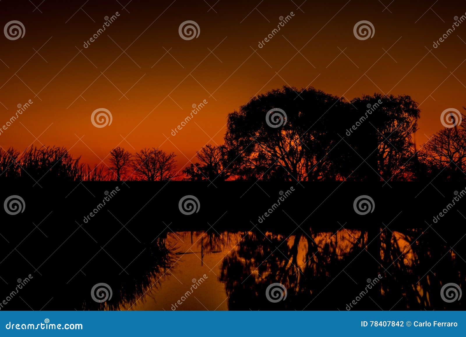 Sunset stock photo. Image of bayou, nature, tree, calm - 78407842