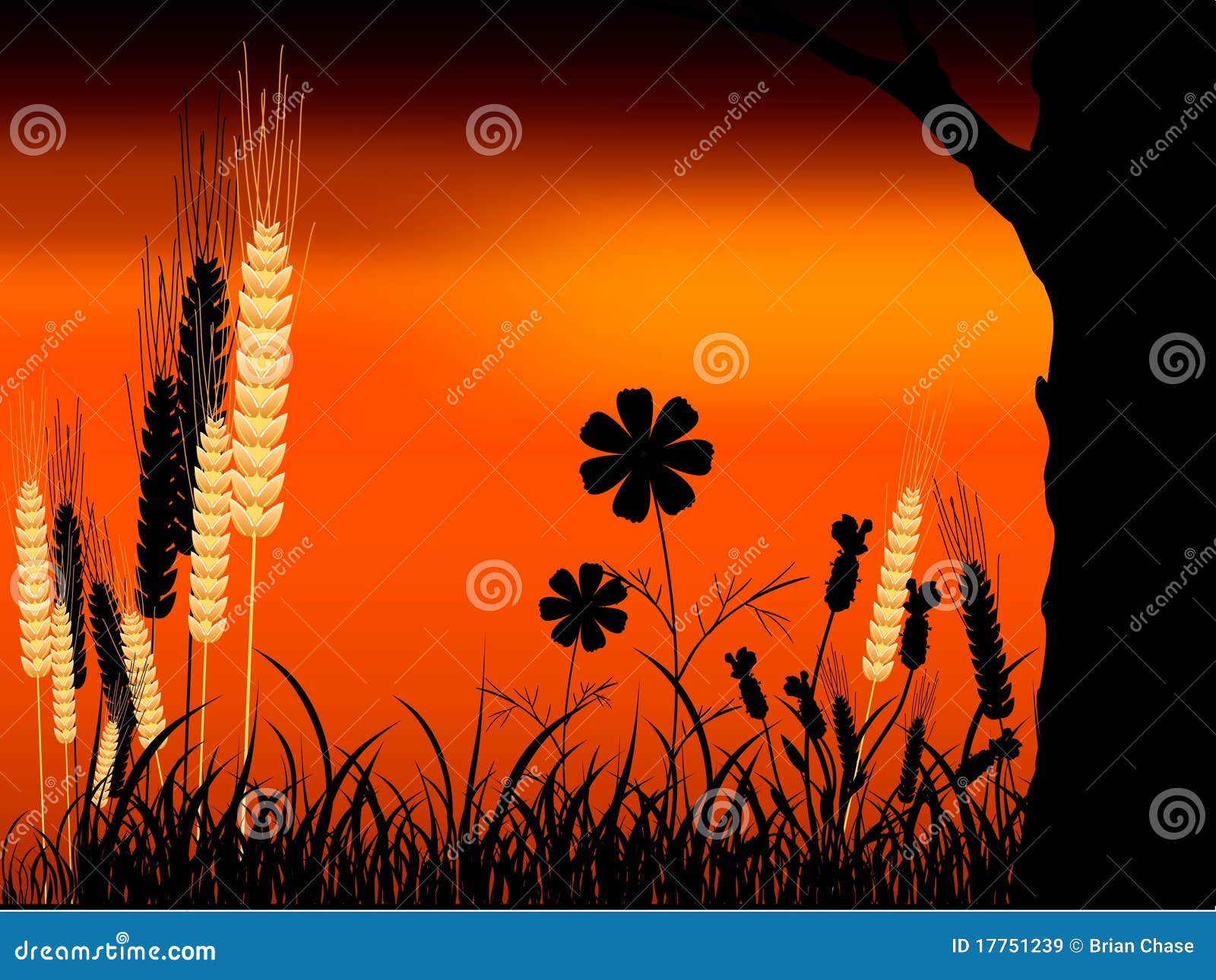 Sunset and Wheat stock vector. Illustration of nature - 17751239