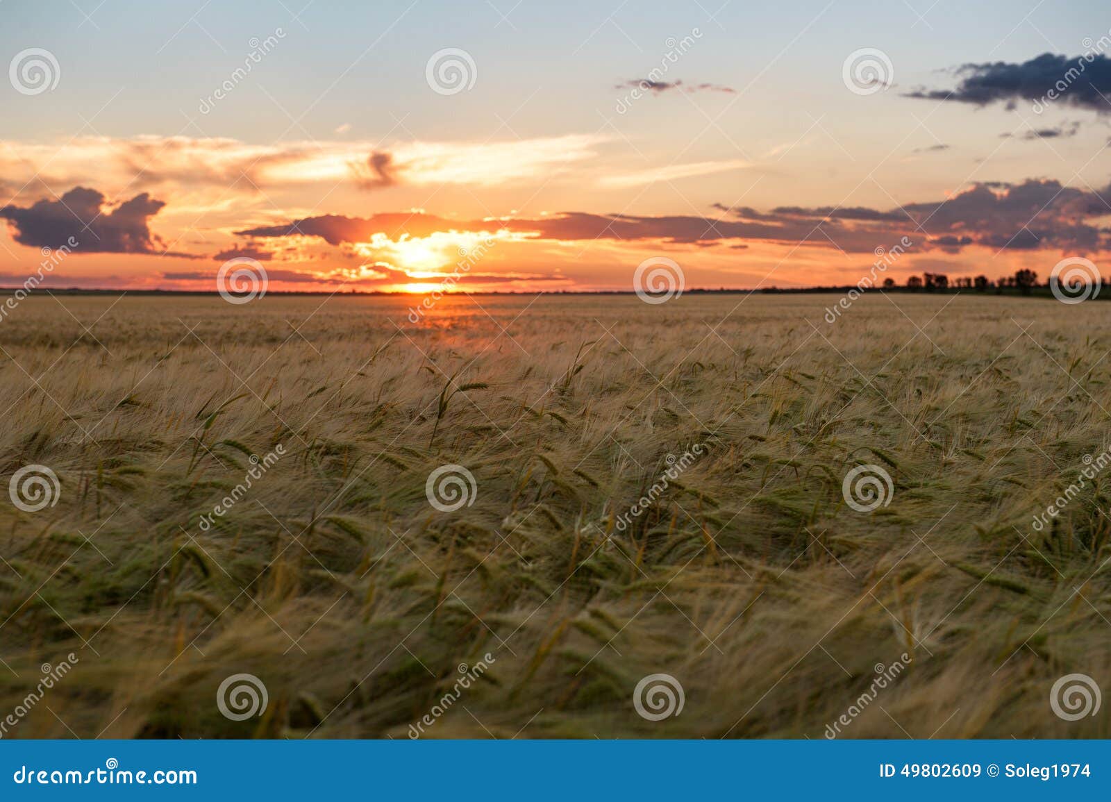 Sunset in Wheat Field. Summer Landscape Stock Image - Image of ...