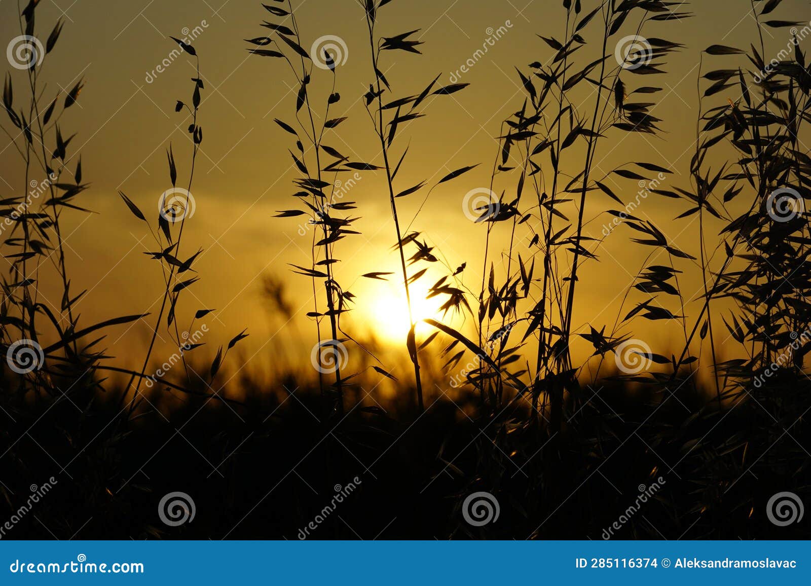 Sunset in the Wilderness with Grass Weed Plant in Front of Sunset Stock ...