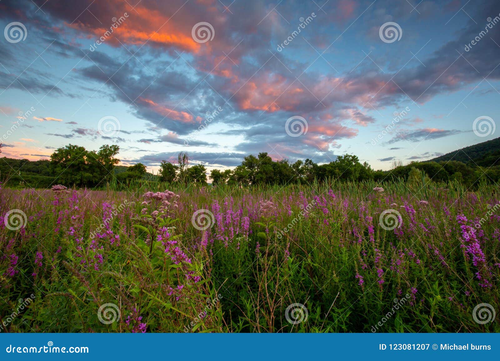 Sunset and wildflowers stock image. Image of floral - 123081207