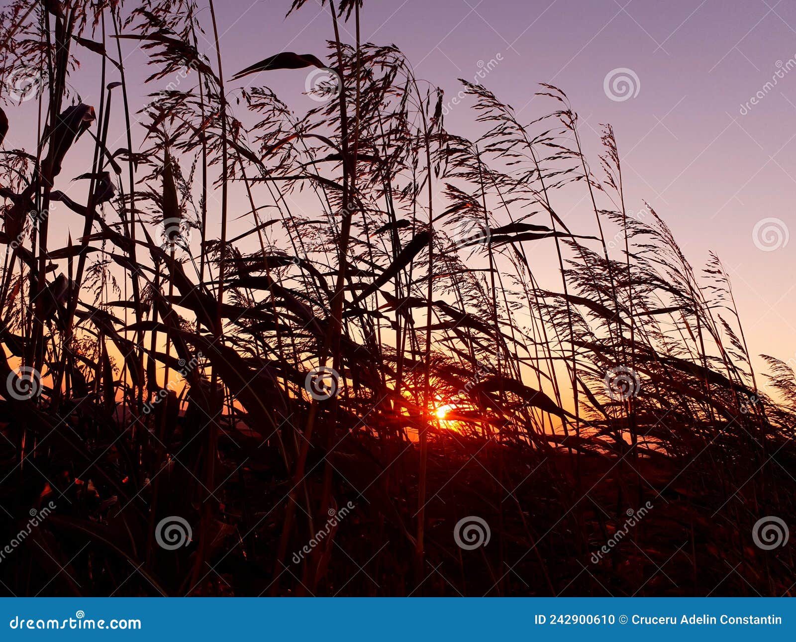 Sunset in the Windy Dark Fields Stock Photo - Image of windy, fields ...