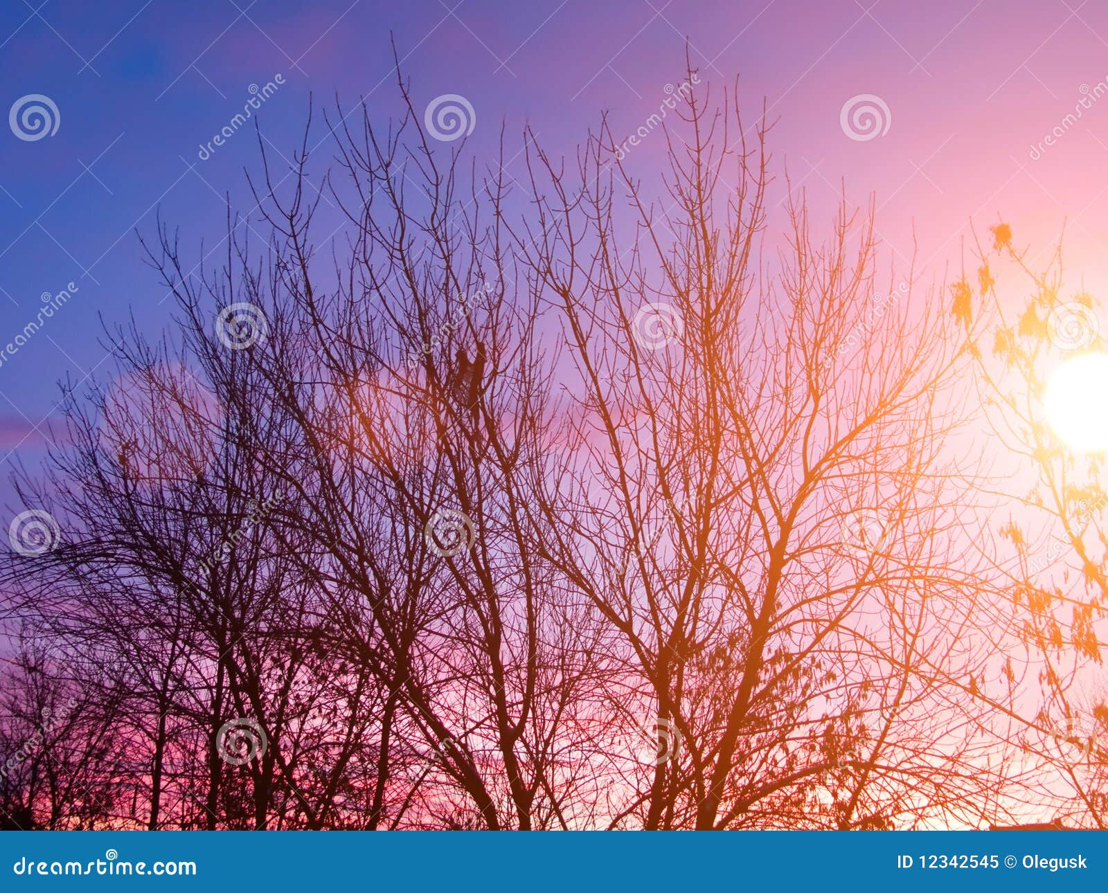 Sunset winter cold stock image. Image of nature, abstract - 12342545
