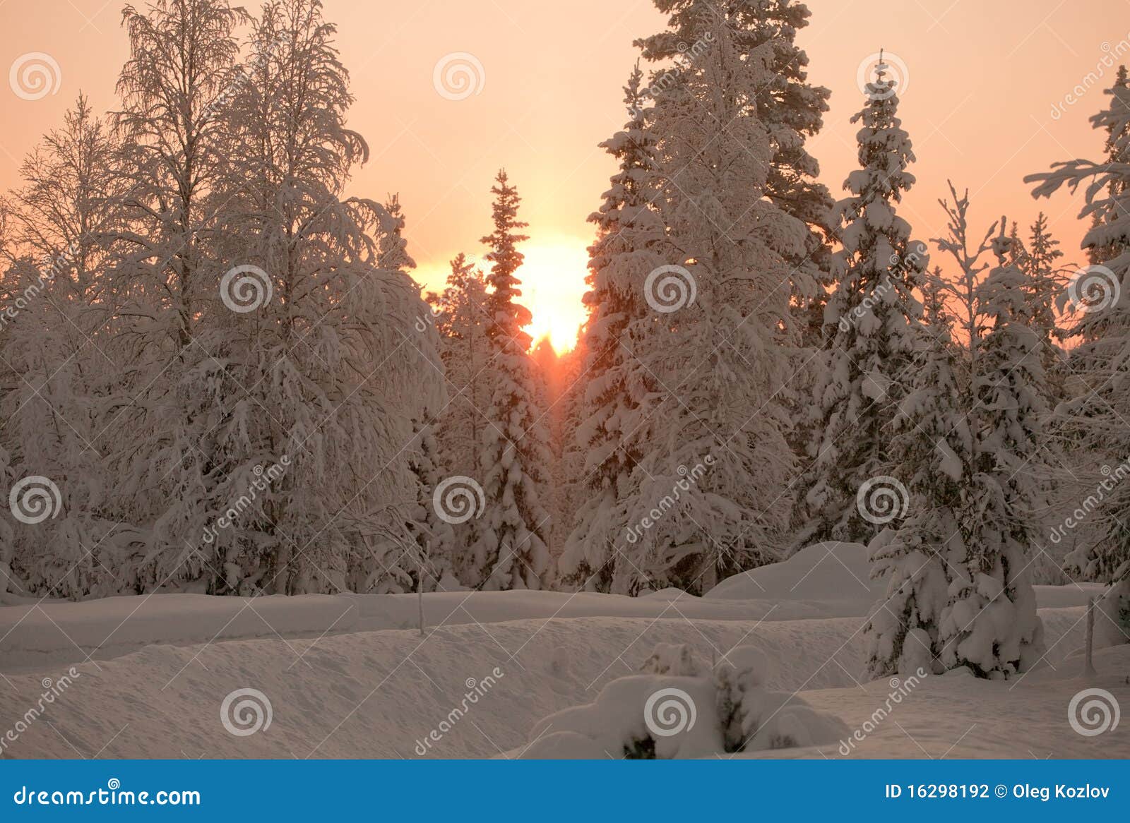 Sunset in winter forest stock photo. Image of landscape - 16298192