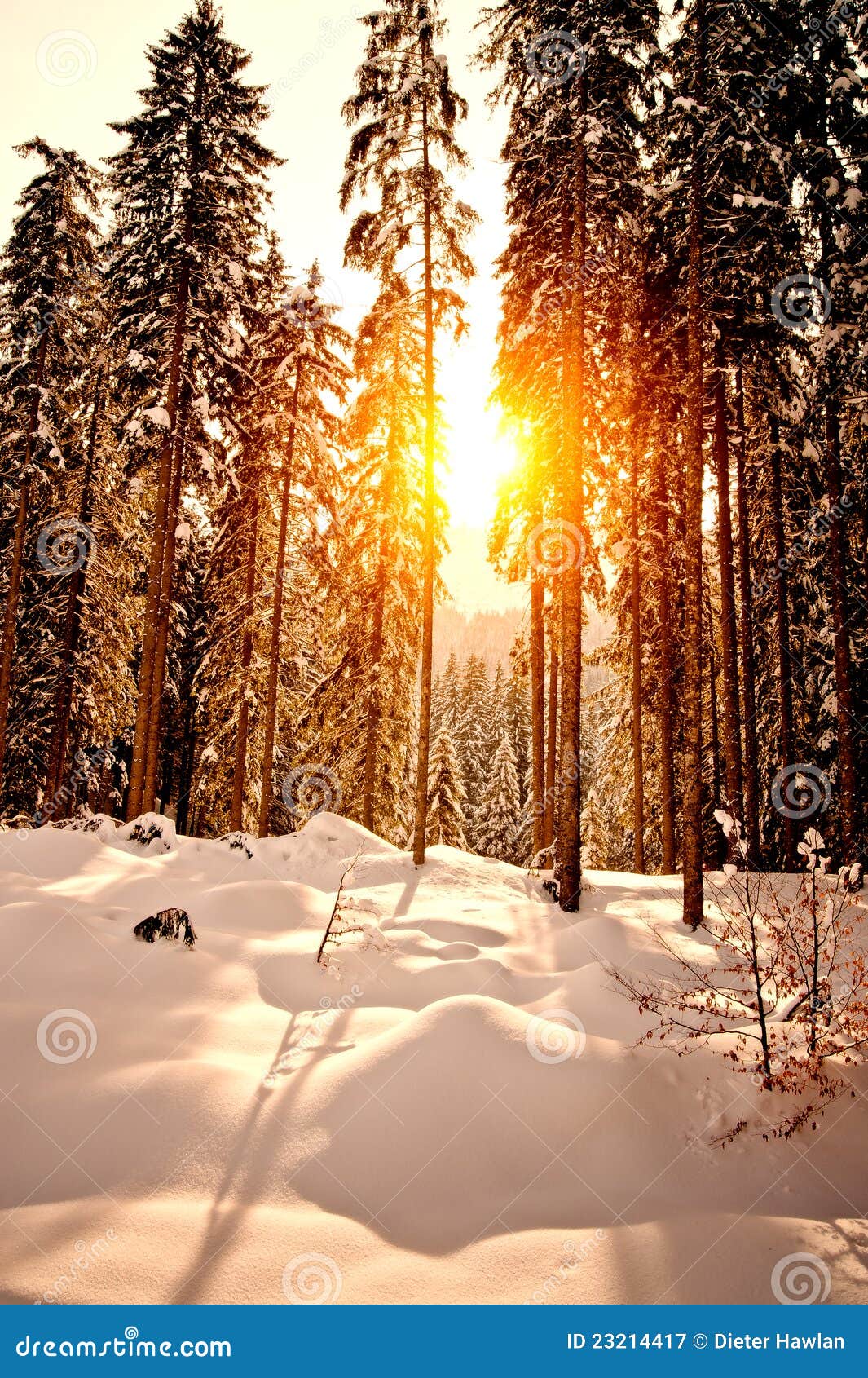 Sunset in Winter Forest stock image. Image of natural - 23214417