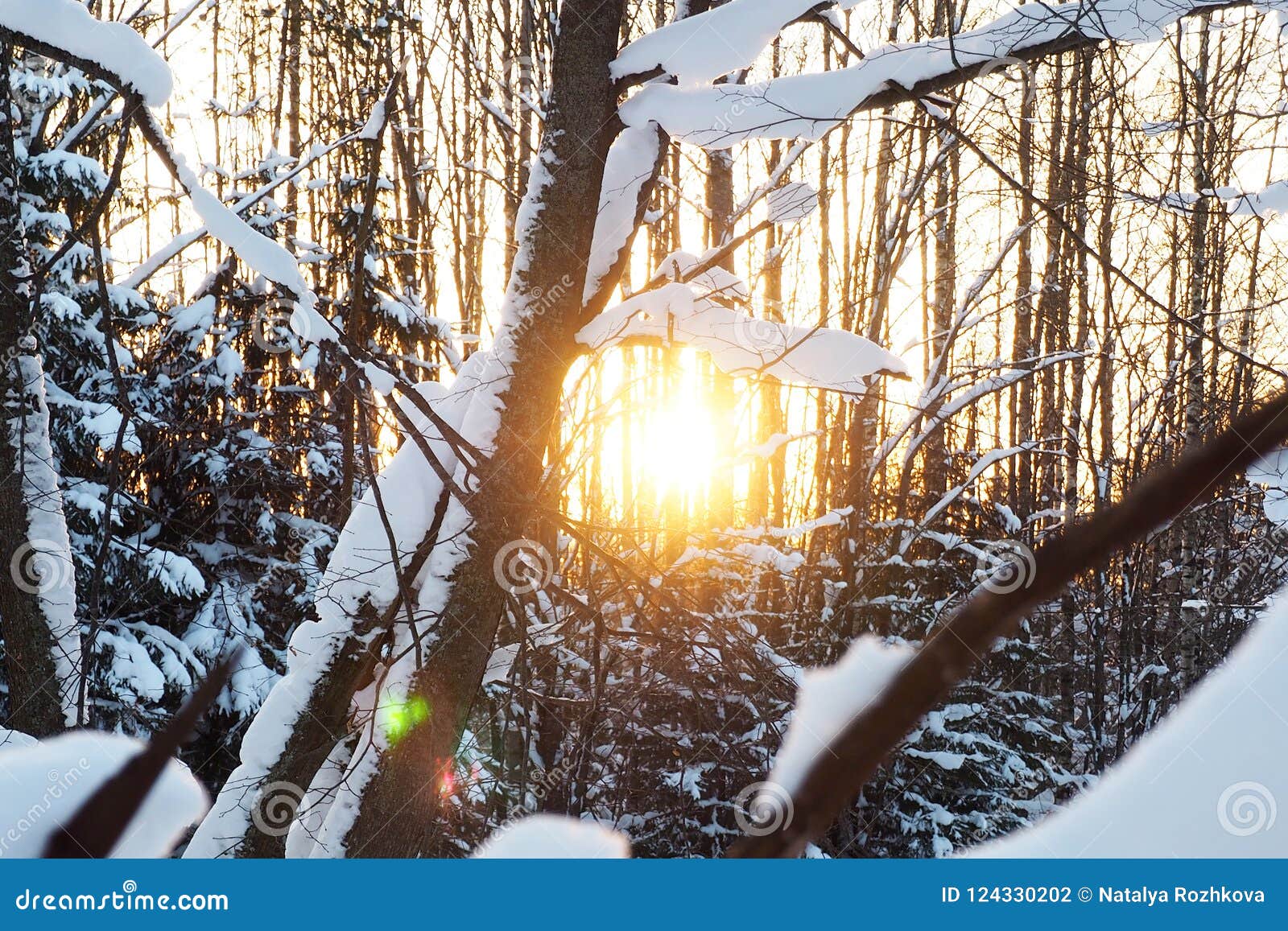 Sunset in the Winter Forest. Stock Photo - Image of light, north: 124330202