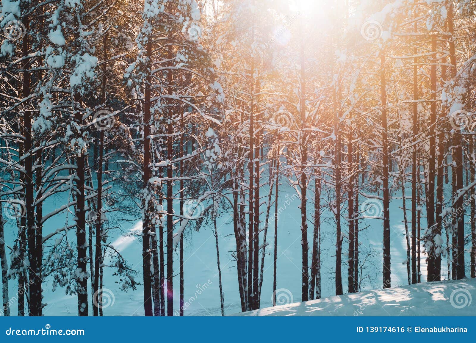 Sunset in a Winter Forest. Sun Rays Shining in Pine and Fir Trees Stock ...